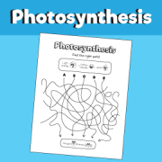 Photosynthesis Poster – 10 Minutes of Quality Time