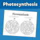 Photosynthesis Poster – 10 Minutes of Quality Time